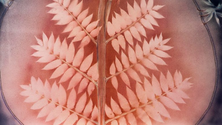 Faith Wilding: Fearful Symmetries - School of Art | Carnegie Mellon ...