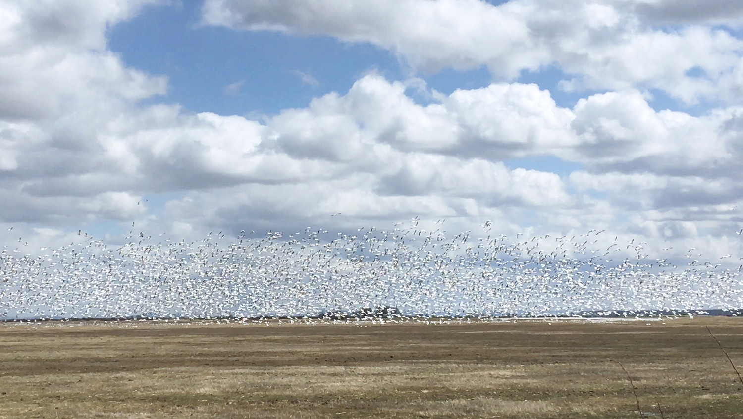 On The Ground: Erin Mallea MFA '19 at the Harney County Migratory Bird ...